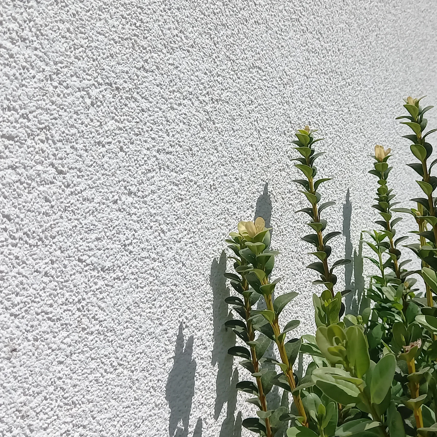 Silicone Render vs Acrylic Render – Which Is Better for UK Homes?